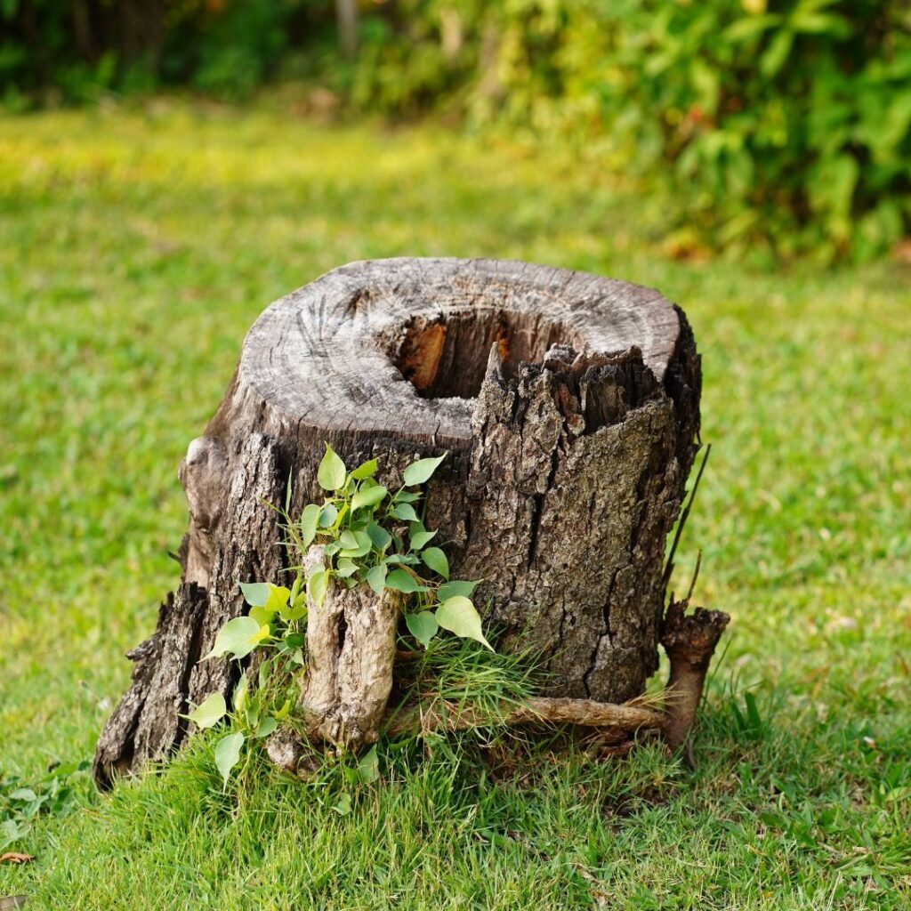 FOUR SIGNS IT’S TIME FOR TREE STUMP REMOVAL - Pro Tree Service