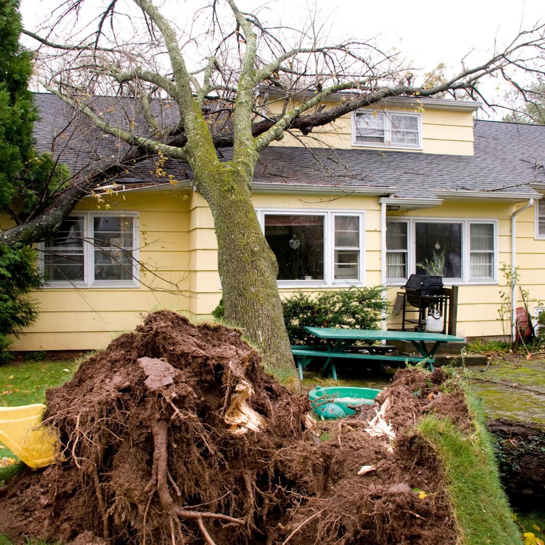 FOUR WAYS A TREE CAN PUT YOU IN DANGER - Pro Tree Service