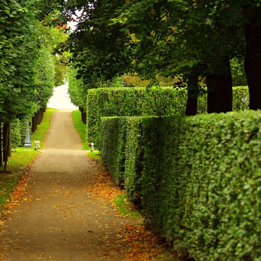 WHAT YOU NEED TO KNOW ABOUT HEDGE TRIMMING - Pro Tree Service
