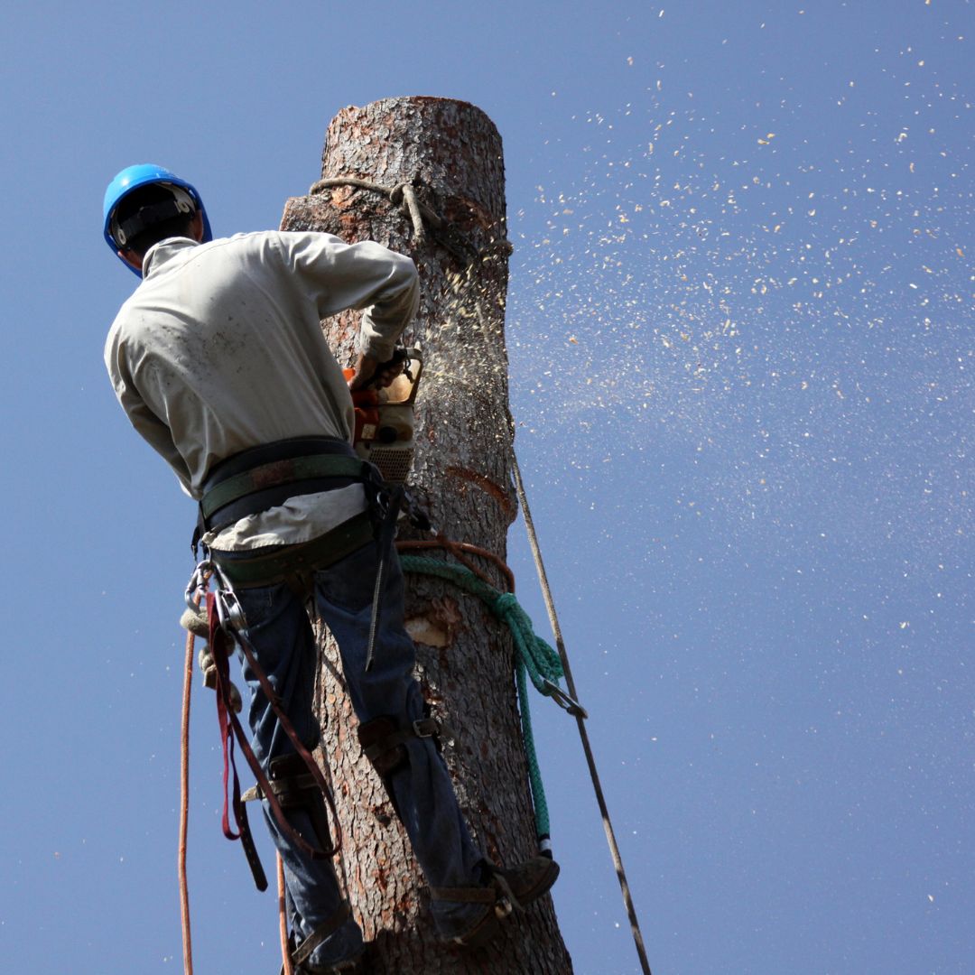 Tree & Bush Removal: The Pros and Cons of DIY vs. Hiring a Professional