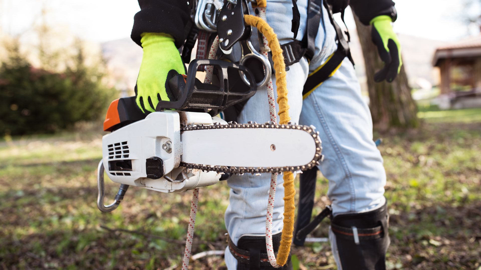 Tree & Bush Removal: The Pros and Cons of DIY vs. Hiring a Professional
